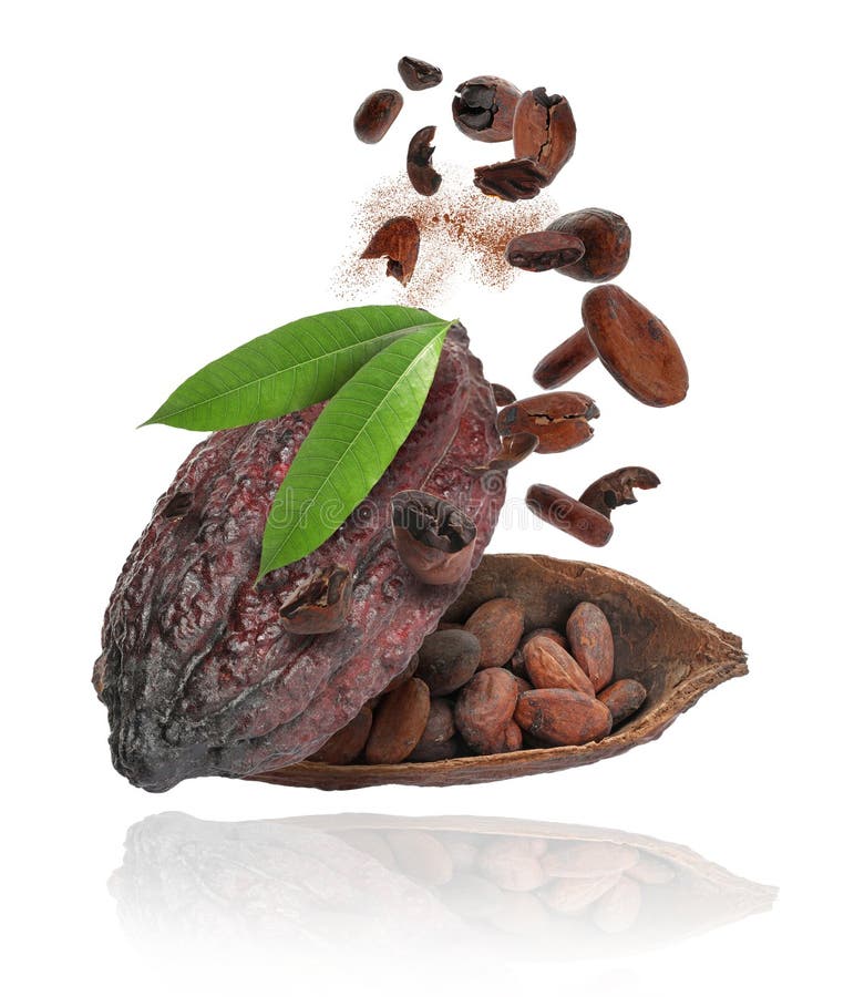 Cocoa Pod with Beans and Powder in Air on White Background Stock Photo ...