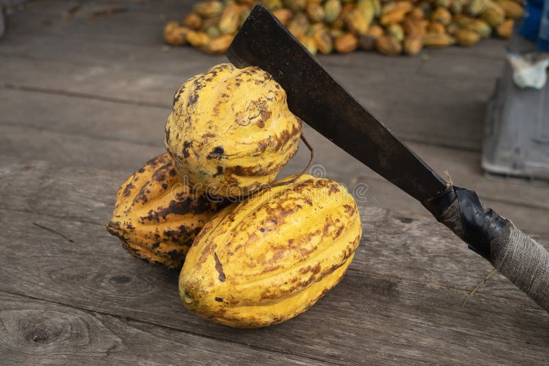 Cocoa Pod on the Cacao Tree, Fresh Yellow Cocoa Pod Under the Cacao ...