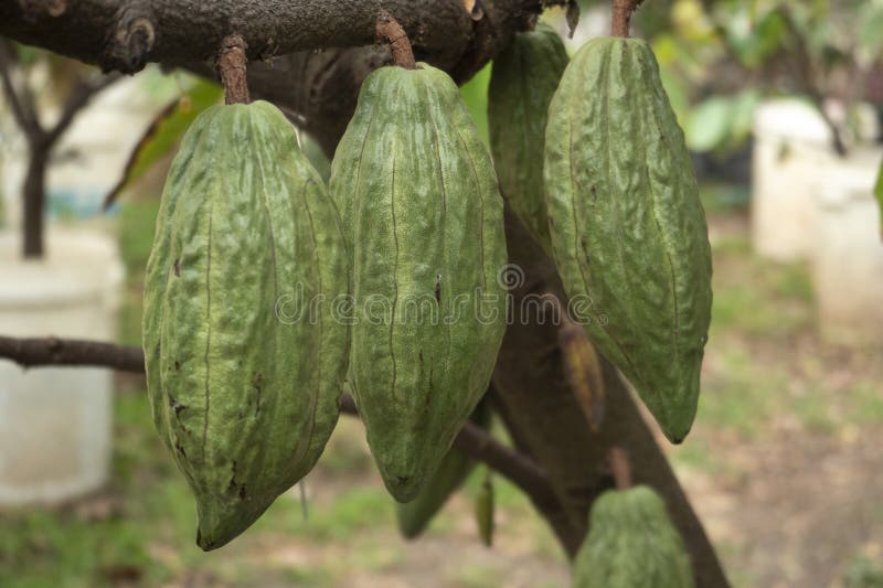 Cocoa Pod on the Cacao Tree, Fresh Yellow Cocoa Pod Under the Cacao ...