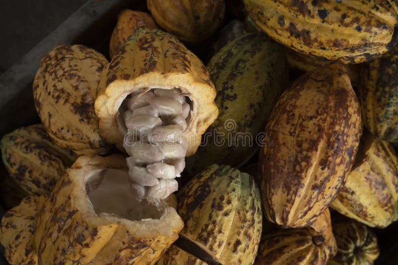 Cocoa Pod on the Cacao Tree, Fresh Yellow Cocoa Pod Under the Cacao ...