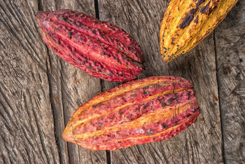 Cocoa pod closeup stock image. Image of south, bean, amazon - 98480847
