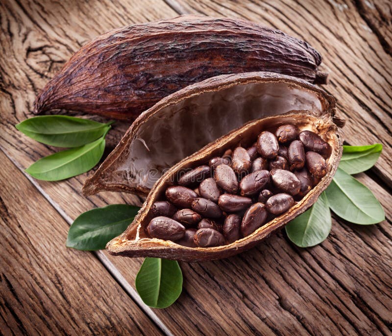 Cocoa pod stock image. Image of background, dried, chocolate - 31164525