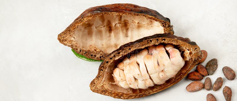 Cocoa Pod with Fresh Cocoa Beans Stock Photo - Image of cooking ...
