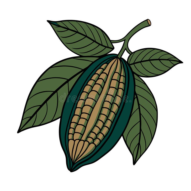 Cocoa Pod Illustration with Leaves in Art Style Stock Illustration ...