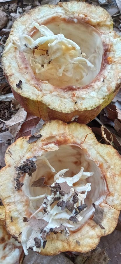 Cocoa Pod Skin from Which the Seeds Have Been Removed Stock Image ...
