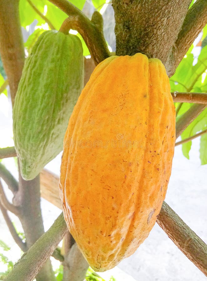 Cocoa Pod And Tree An Isolated On Background Stock Image - Image of ...