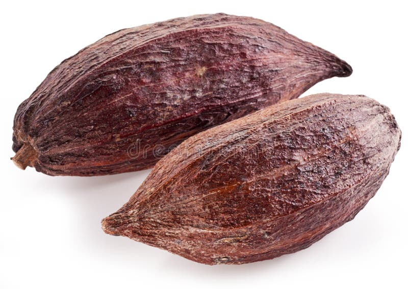 Criollo Variety Cocoa Fruit Stock Image - Image of botany, green: 115734659