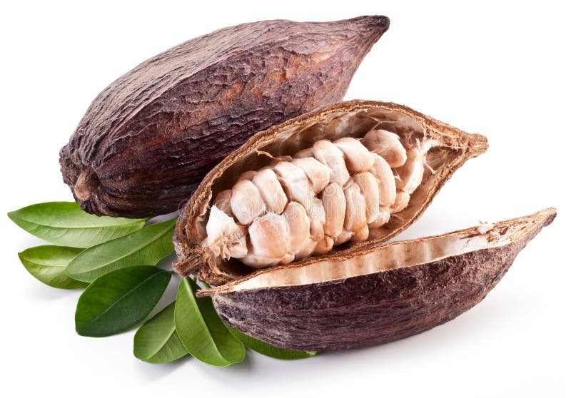 Cocoa pod stock photo. Image of food, object, tropical - 30352194