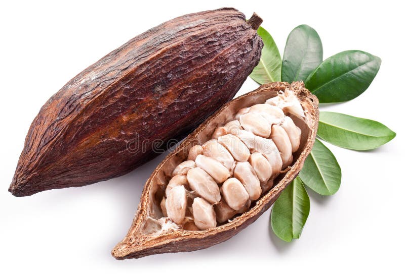 Cocoa pod stock photo. Image of slice, ingredient, crop - 31340402