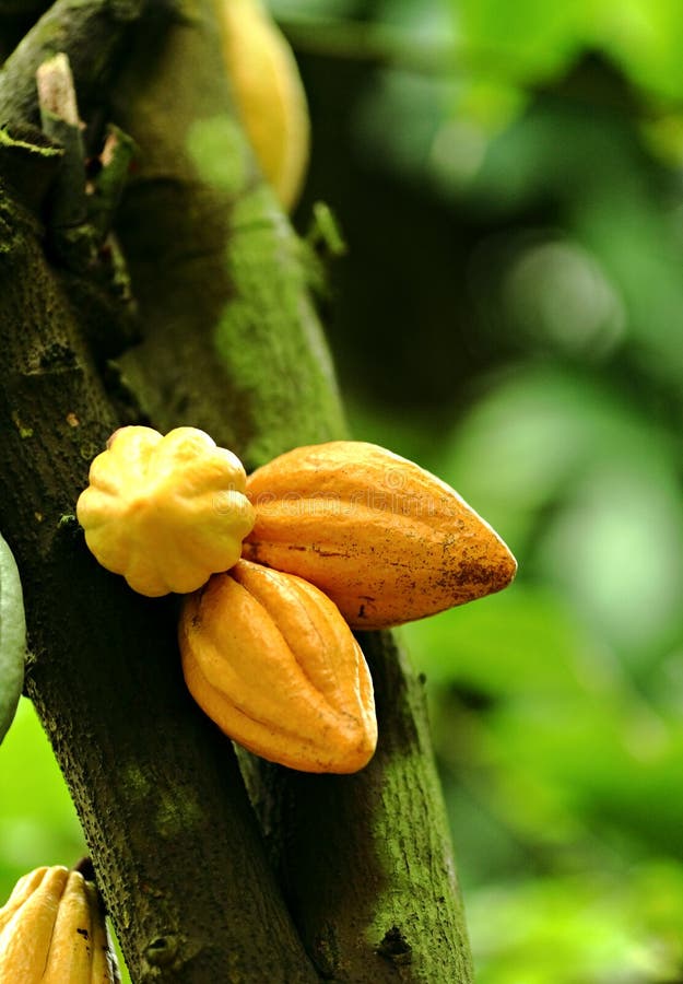 Cocoa pods stock image. Image of brown, chocolate, jungle - 18667113