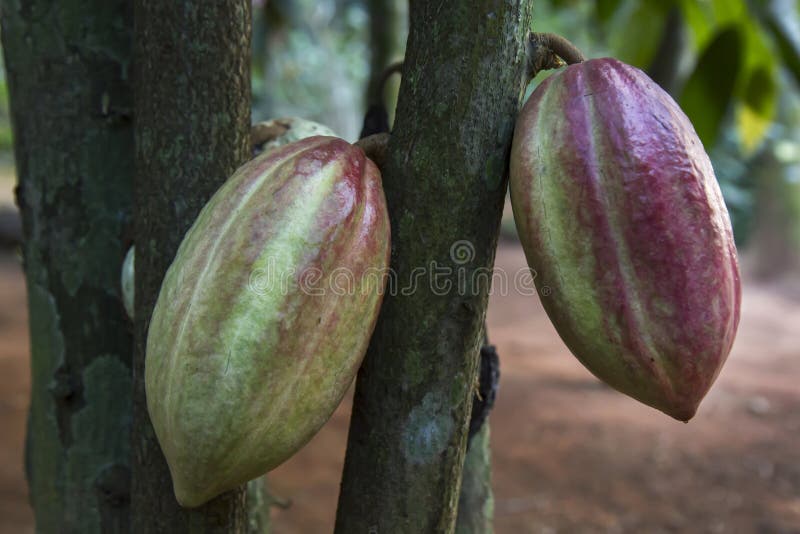 Cocoa pods stock image. Image of cacao, food, botanical - 18635999