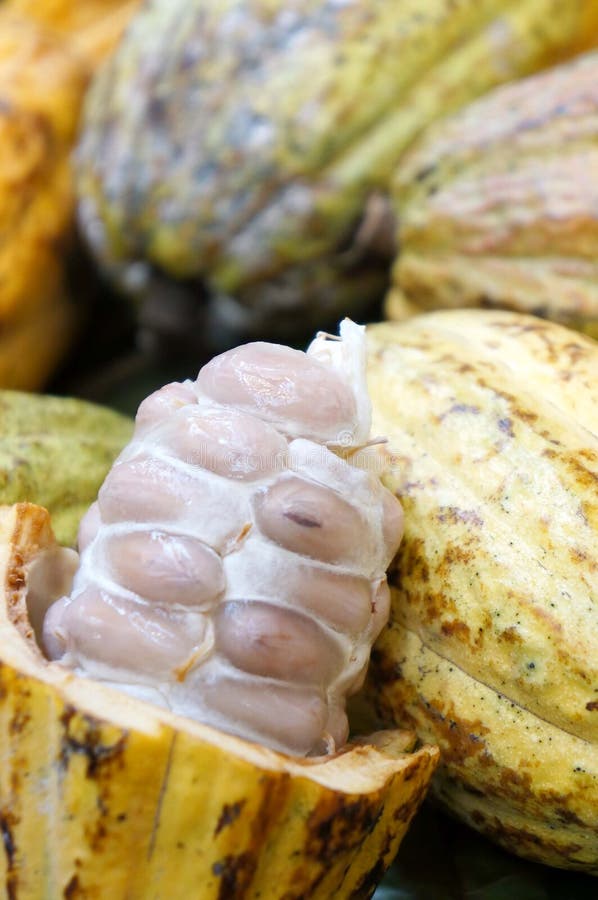 337,114 Cocoa Photos - Free & Royalty-Free Stock Photos from Dreamstime