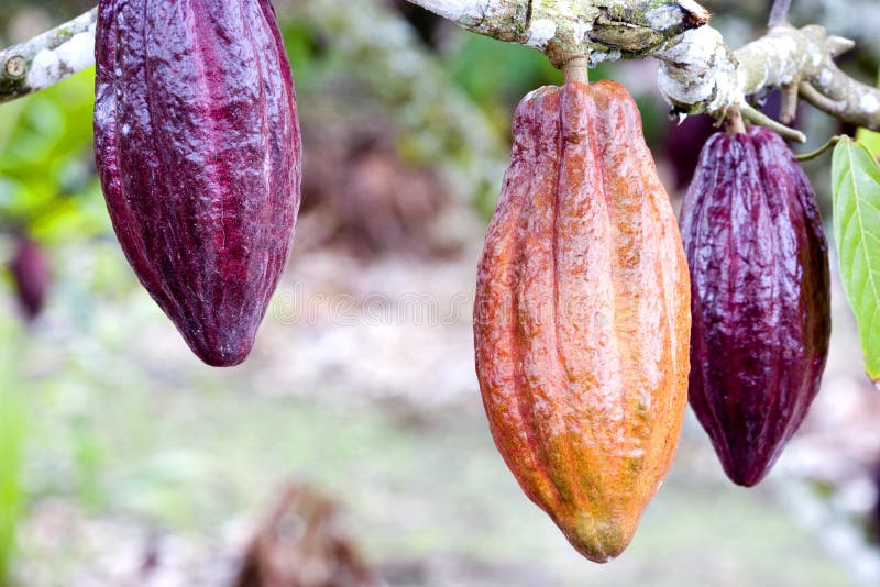 Cocoa pods stock photo. Image of seed, forest, fruit, natural - 9316012