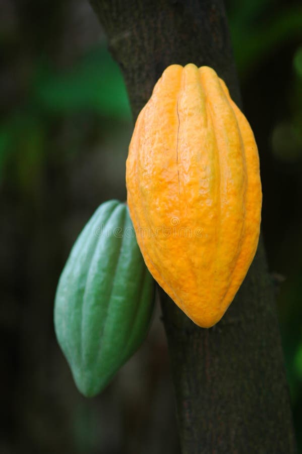 Cocoa pods stock photo. Image of seed, forest, fruit, natural - 9316012