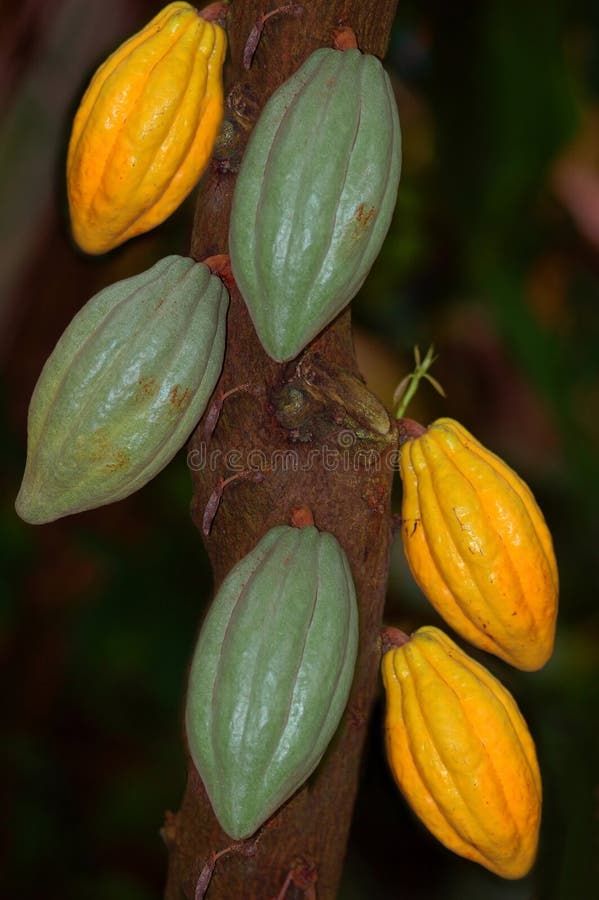 Cocoa pods stock photo. Image of seed, forest, fruit, natural - 9316012