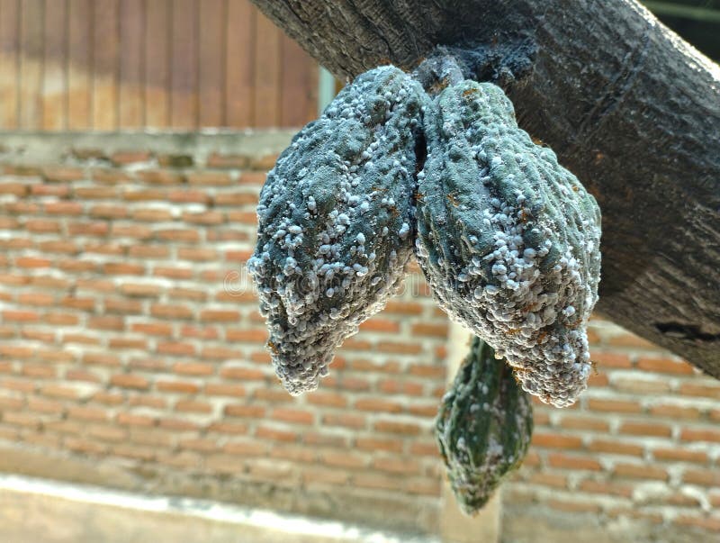 Cocoa Pods are Affected by Mealybug Pests Stock Image - Image of flower ...