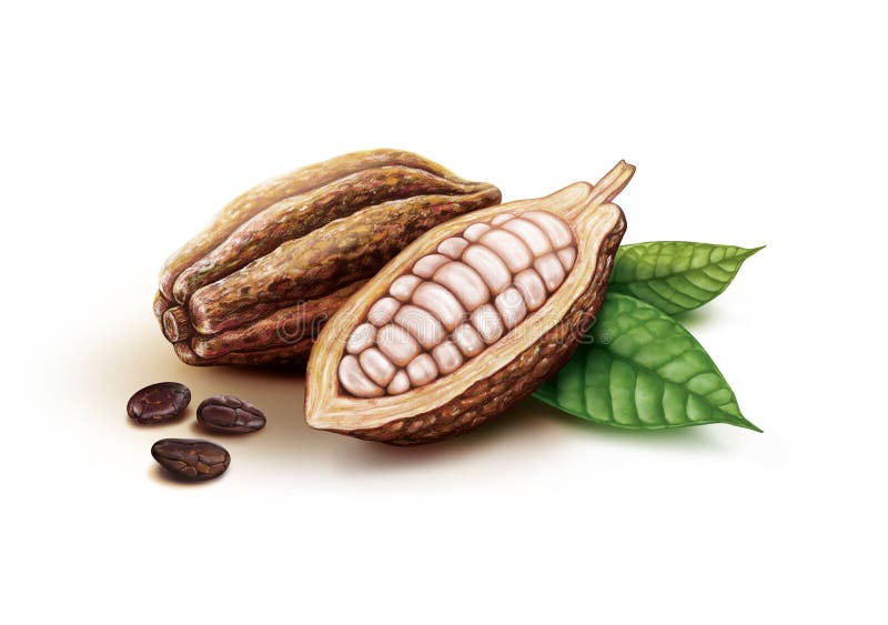 Cocoa Pods, Cocoa Beans and Leaves Stock Illustration - Illustration of ... Cocoa Pods, Cocoa Beans and Leaves Stock Illustration - Illustration of ...
