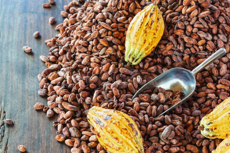 Cocoa Pods and Cocoa Beans on a Wooden Background Stock Image - Image ...