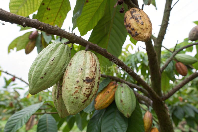 Cocoa Pods Damaged by Fruit-Sucking Pests Stock Illustration ...