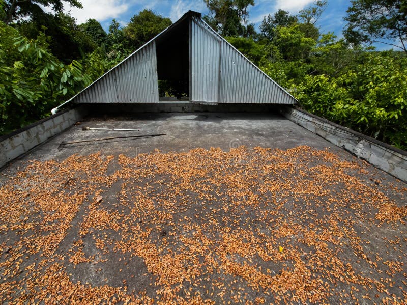 Cocoa Pods Drying on Barge at Cocoa Farm Stock Image - Image of fruit ...
