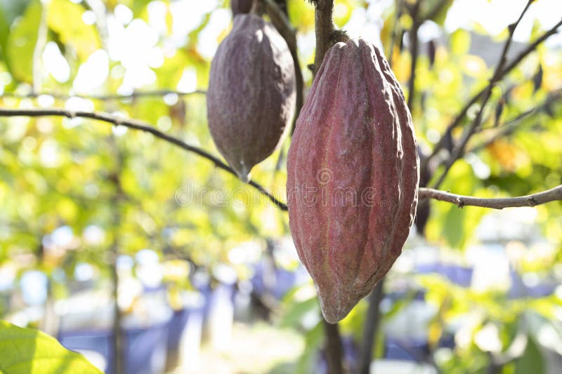 Cocoa Pods Hanging on Tree Branch Stock Photo - Image of tree ...