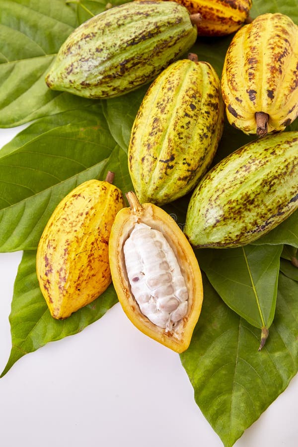 Cocoa Pods with Cocoa Leaf on a White Stock Image - Image of ripe ...