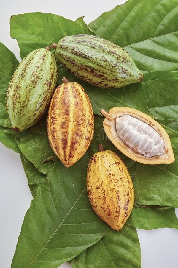 Cocoa Pods with Cocoa Leaf on a White Stock Photo - Image of fresh ...
