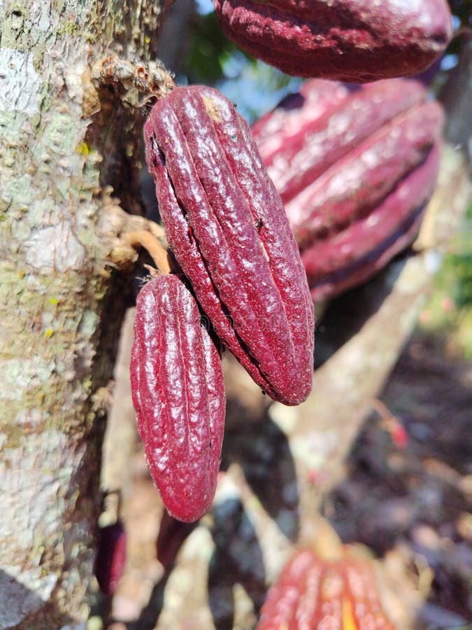 Cocoa Pods and Plantation in Uganda Stock Image - Image of blossom ...
