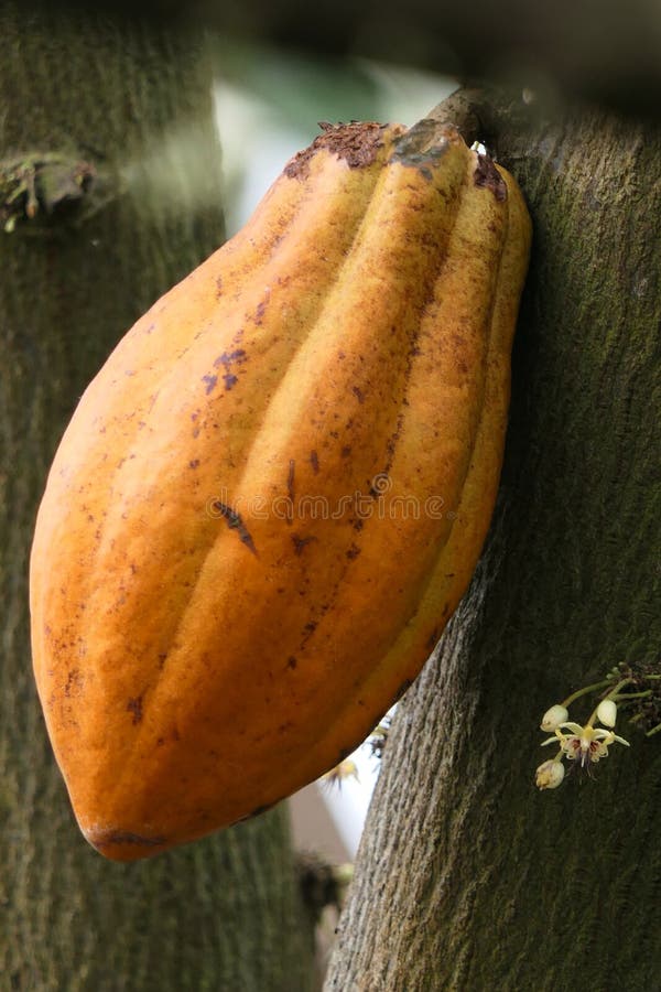 COCOA PODS stock image. Image of chocolate, cocoa, wood - 257418131