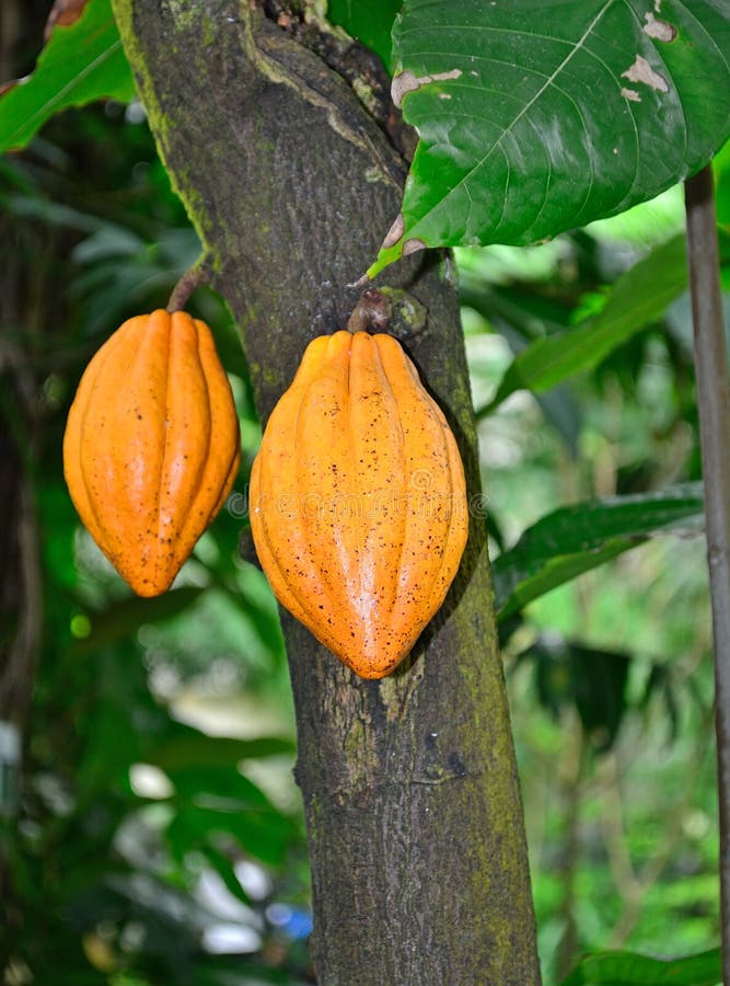 Cocoa pods stock photo. Image of seed, forest, fruit, natural - 9316012