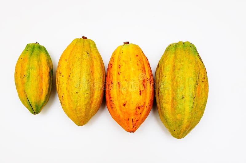 Cocoa pods stock image. Image of plant, garden, tropical - 9316009