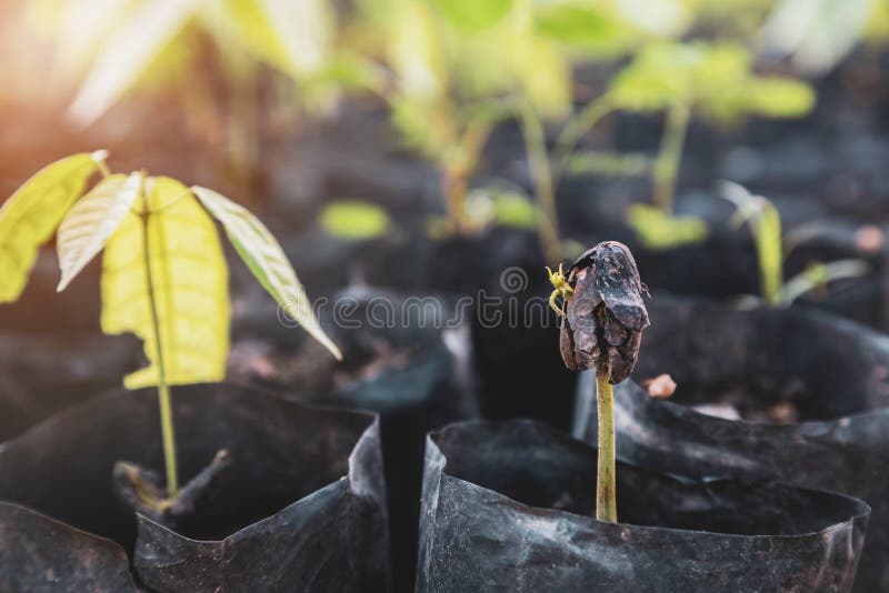 Cocoa Seedling and Cocoa Trees is Growing New on the Farm Stock Image ...