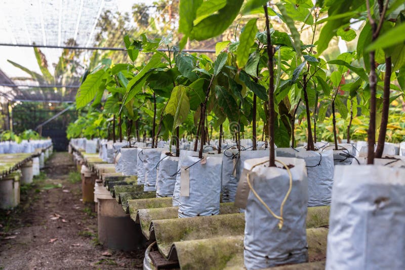 Cocoa Seedlings Growing on the Farm Stock Photo - Image of cacao, close ...