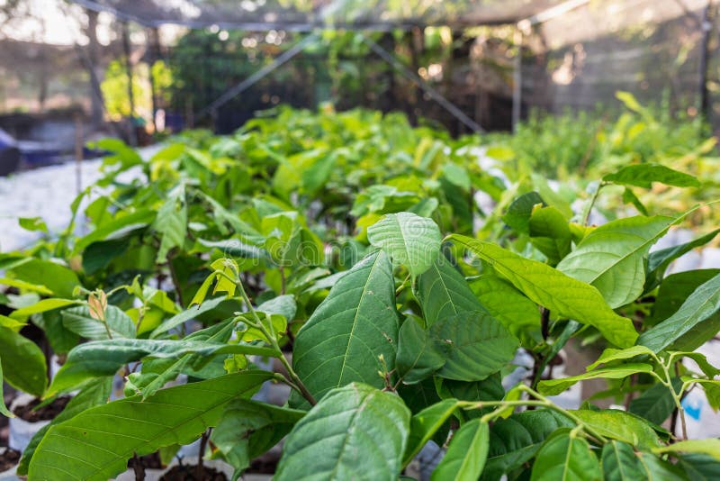 Cocoa Seedlings Growing on the Farm Stock Image - Image of farming ...