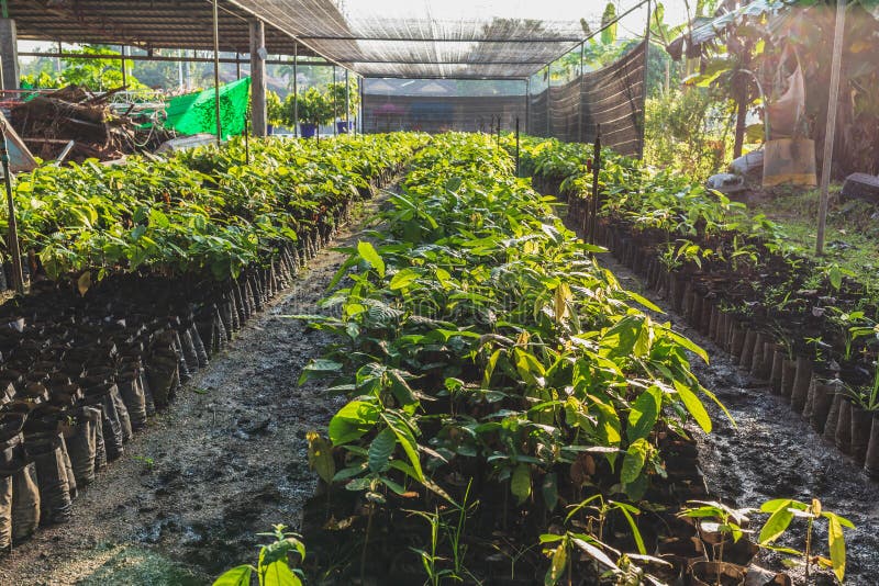 Cocoa Seedlings Growing on the Farm Stock Image - Image of agriculture ...