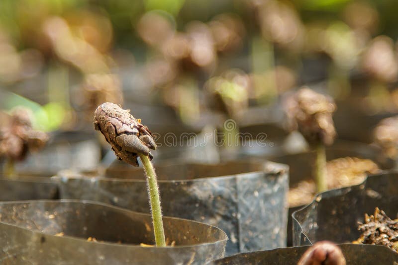 Seedlings of Cocoa Trees in the Nursery Stock Image - Image of butter ...