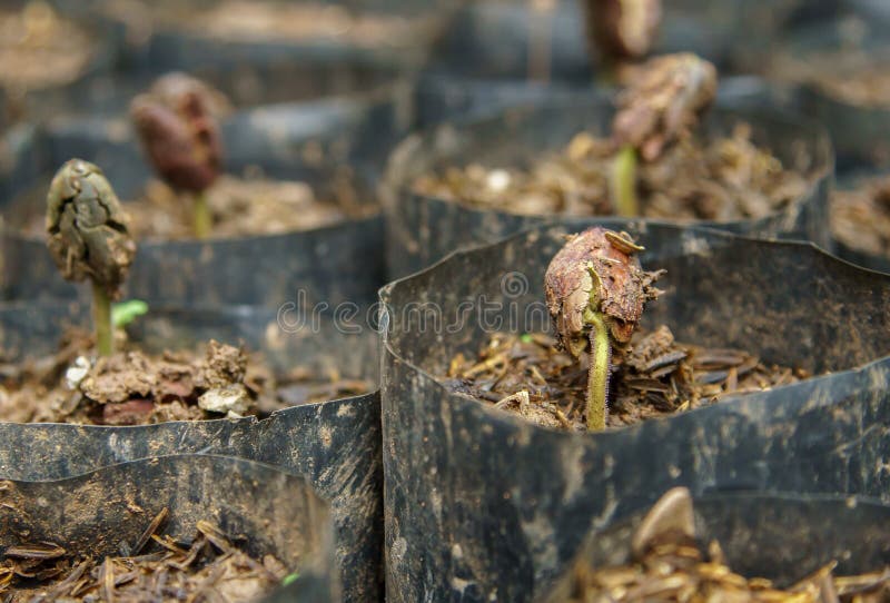 Cocoa Sprout Growing in Nature Close-Up Stock Image - Image of green ...