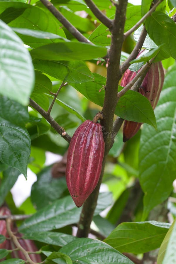 Cocoa fruit stock photo. Image of multi, crop, cameroon - 66787518