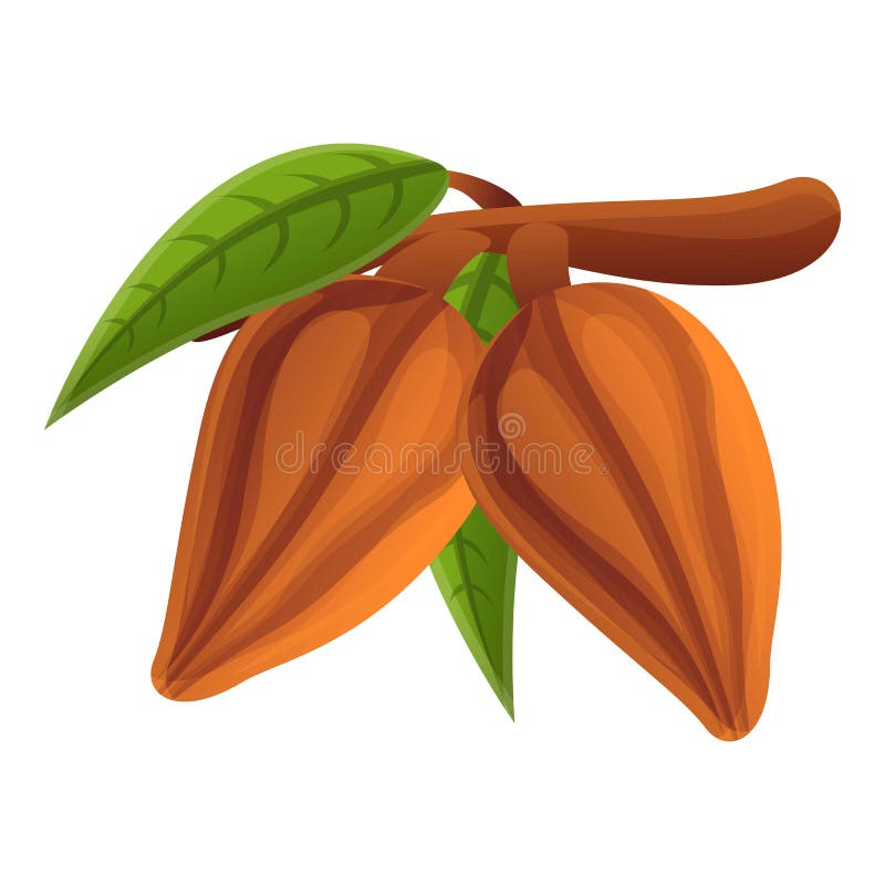 Cocoa tree stock vector. Illustration of crop, cacao - 19431278