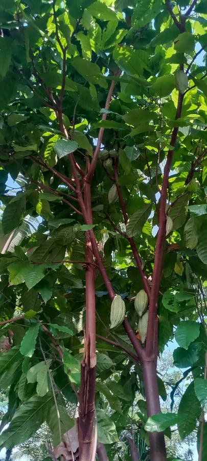 Cocoa Tree before Entering the Harvest Season Stock Image - Image of ...