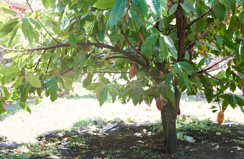 Cocoa tree in farm stock image. Image of branch, ripe - 166582251