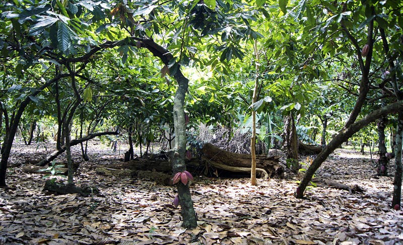 Cocoa Tree Forest, Madagascar Island Stock Photo - Image of garden ...