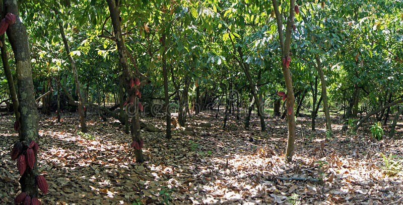 Cocoa Tree Forest, Madagascar Island Stock Photo - Image of green ...