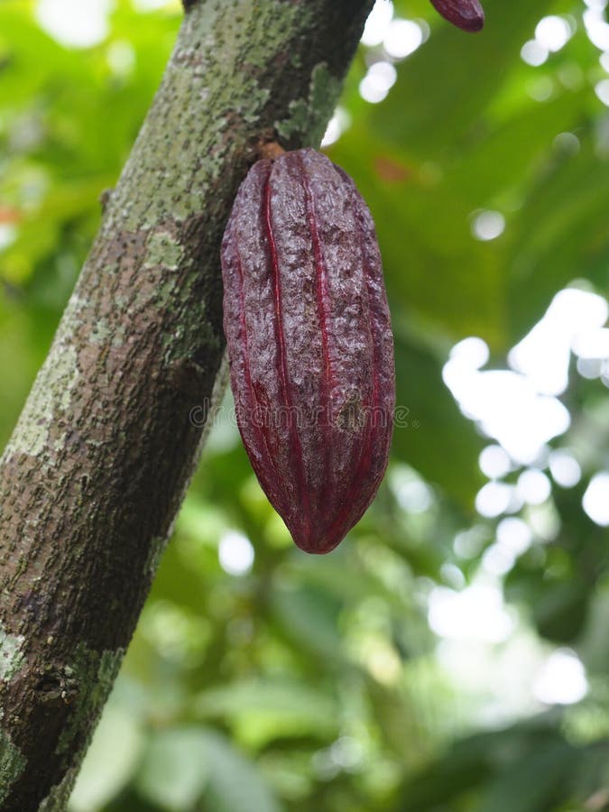 Cocoa tree with fruit stock image. Image of botany, natural - 176045907