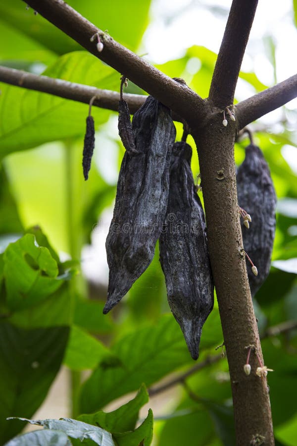 Red Cocoa Pod on Tree in the Field. Cocoa (Theobroma Cacao L.) is a ...