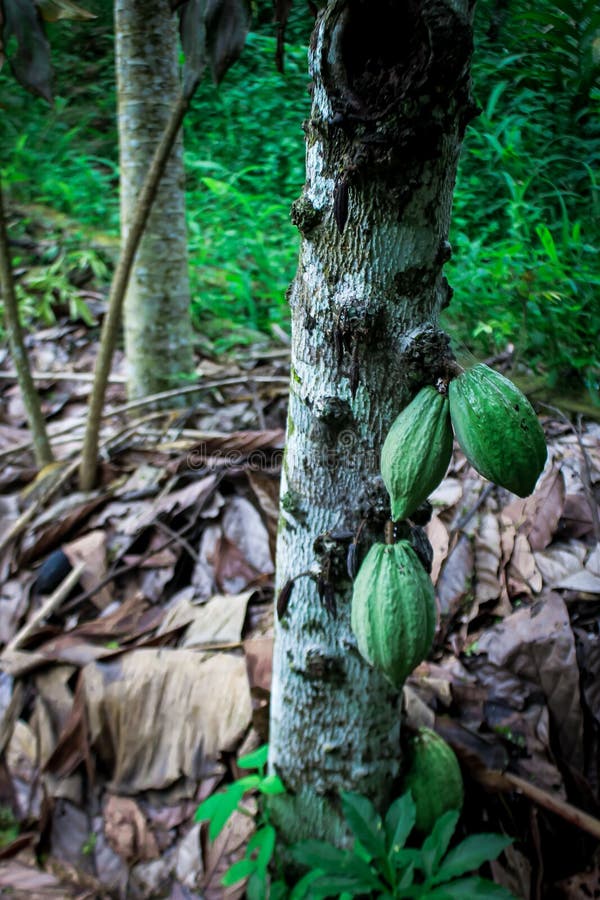 Cocoa Tree Fruit that is Still Green on the Trunk Stock Photo - Image ...