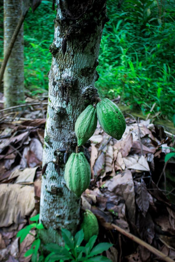 Cocoa Tree Fruit that is Still Green on the Trunk Stock Photo - Image ...