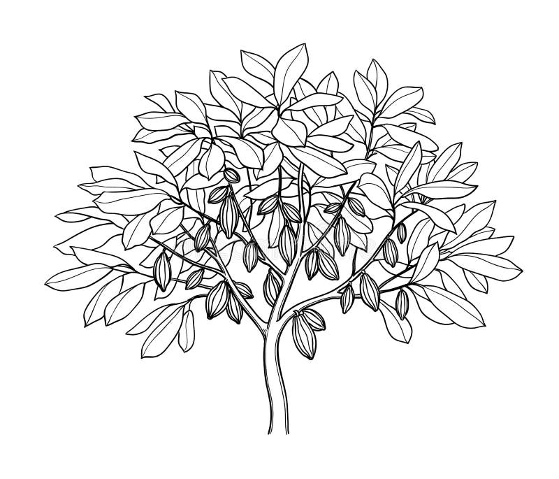 Cocoa Tree Illustration, Drawing, Engraving, Ink, Line Art, Vector ...