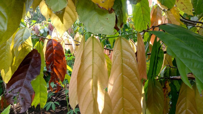 Cocoa Tree Leaves with a Variety of Colors. Stock Image - Image of ...