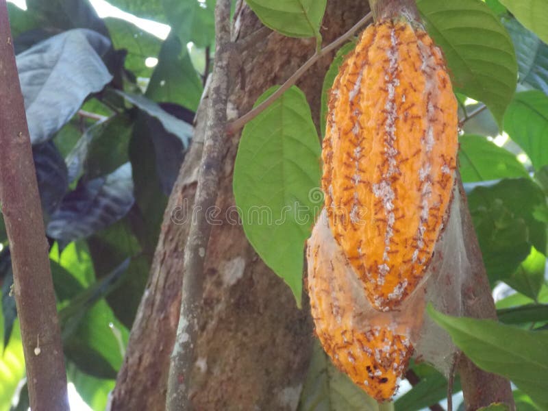 Cocoa Tree at Munnar Hill Station Kerala Stock Image - Image of branch ...